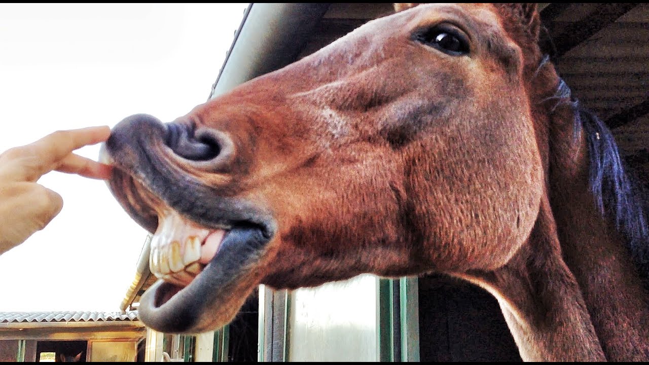 Il cavallo che ride - Solletico al naso - YouTube