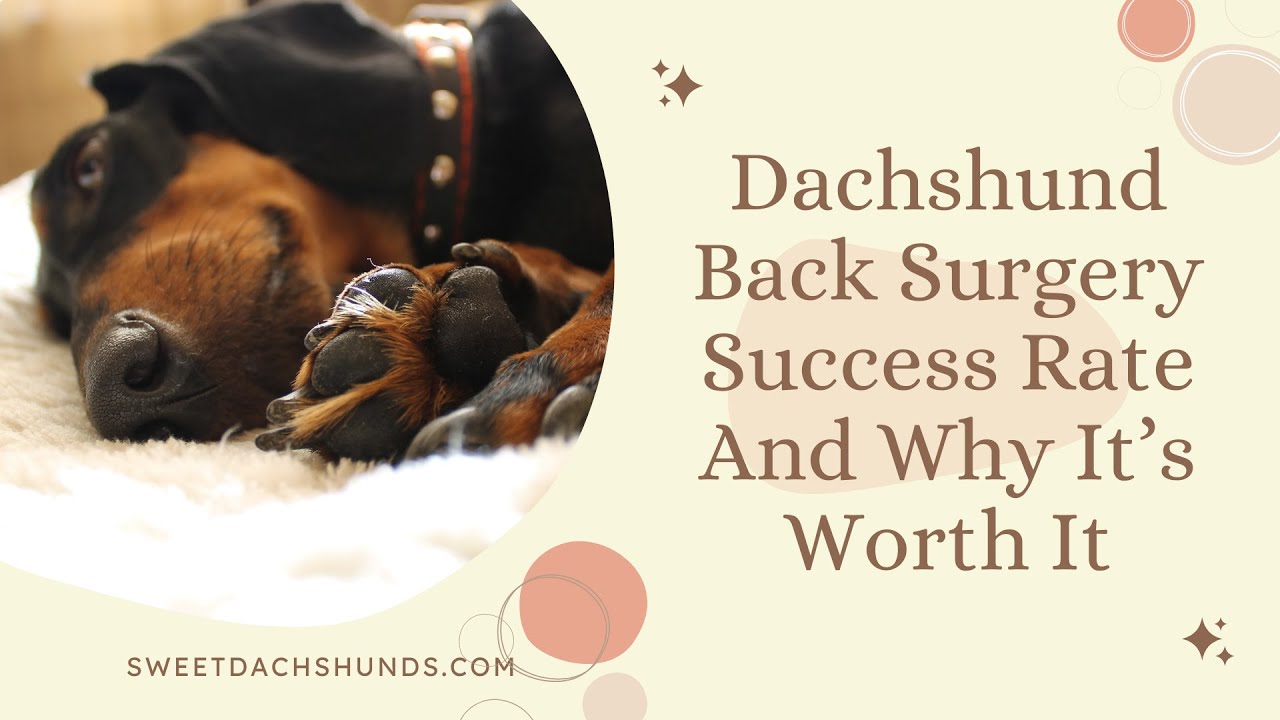 Dachshund Back Surgery Success Rate And Why It’s Worth It - YouTube