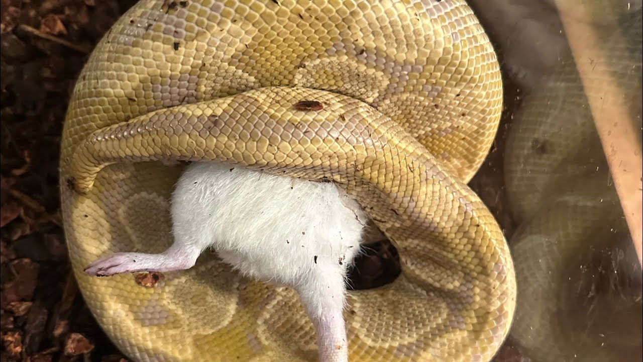 Ball pythons - YouTube