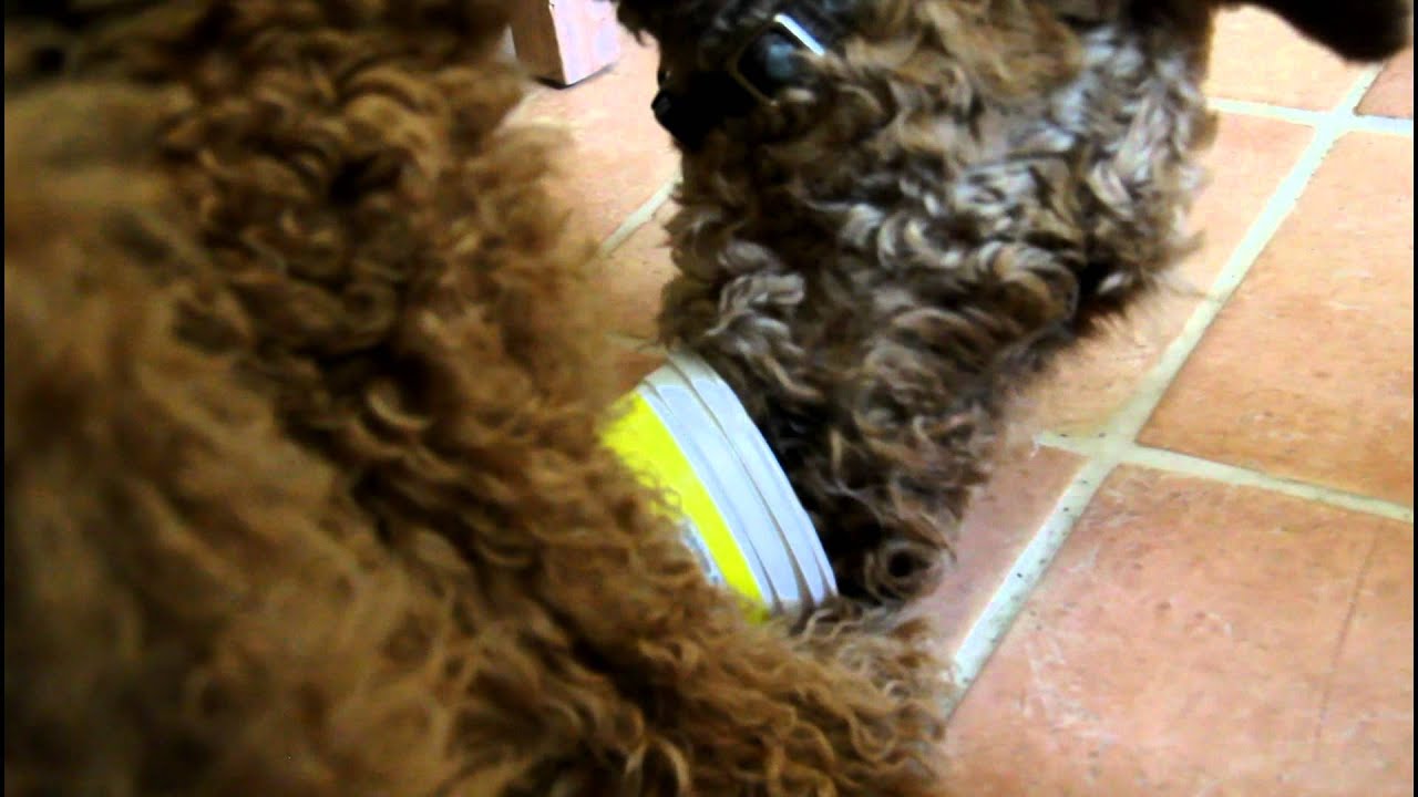 Ultimate Yogurt Annihilation | Furious Pete Dog Video - YouTube