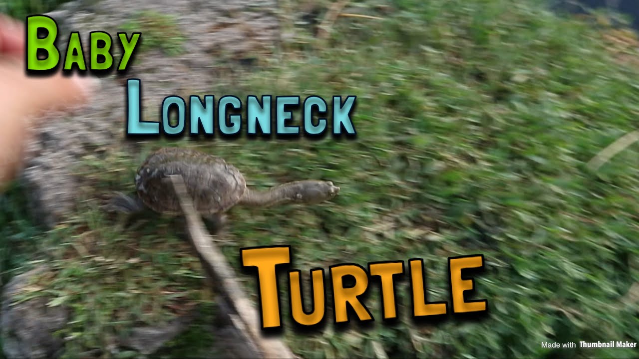 Wild longneck turtle relocation - YouTube