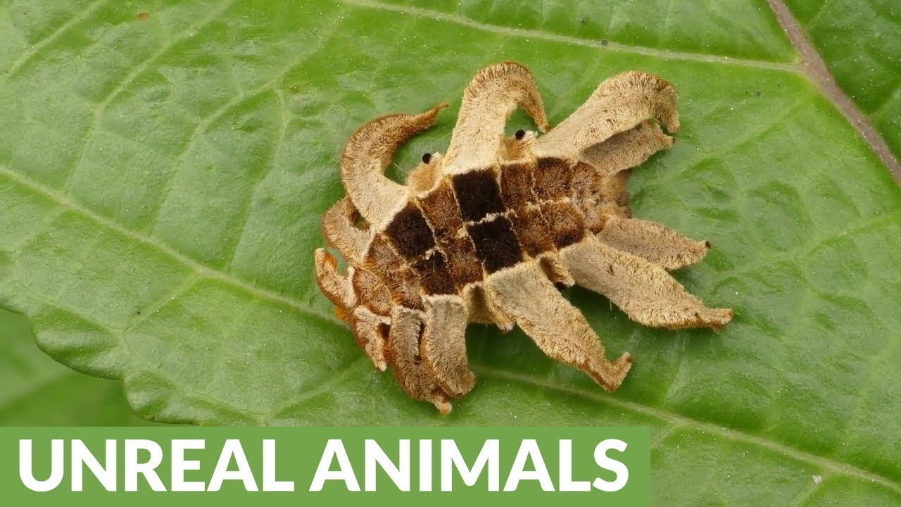 Bizarre monkey slug caterpillar from Ecuador - YouTube