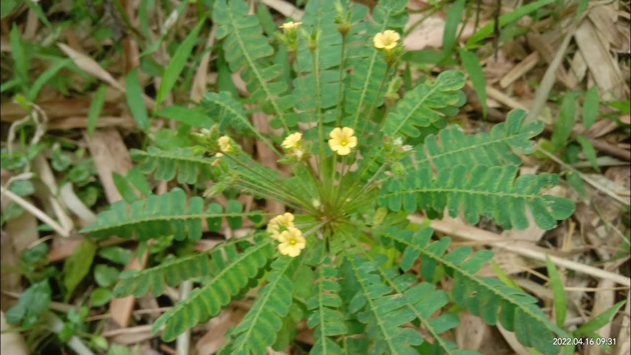Biophytum sensitivum : rumput kebar, little tree plant. - YouTube