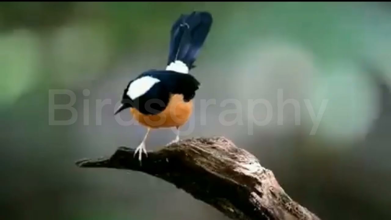 Beautiful Birds l Voice of Nature l Most Beautiful Birds in the World 🌈 ...