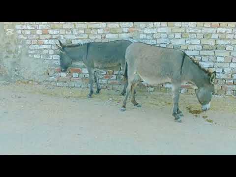 Donkeys mating in registan #animals #mating #donkey 