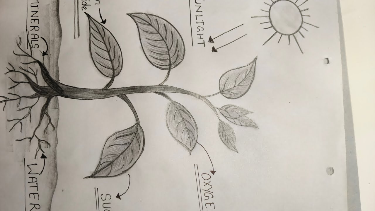 Photosynthesis process of Plant Diagram/Easy Science drawing/Biology ...