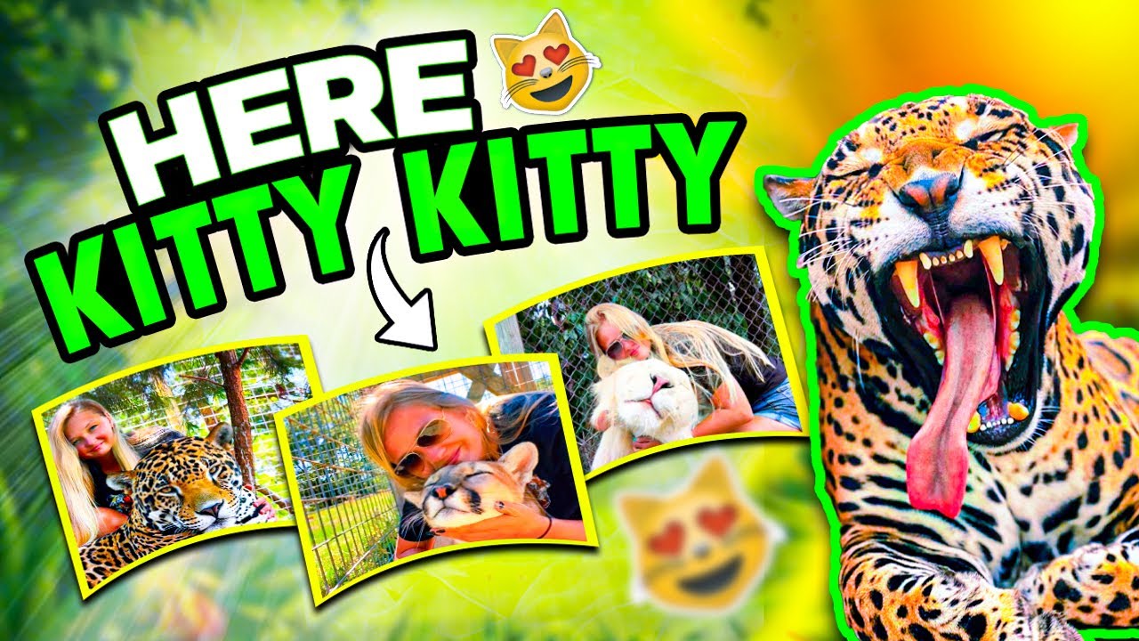 Cat Calling Big Cats?! HERE KITTY KITTY - YouTube