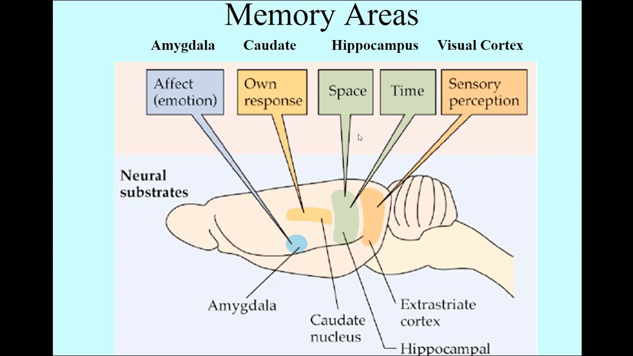 MemoryAreas - YouTube