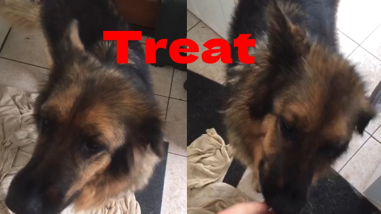 Samara loves treats memories videos - YouTube