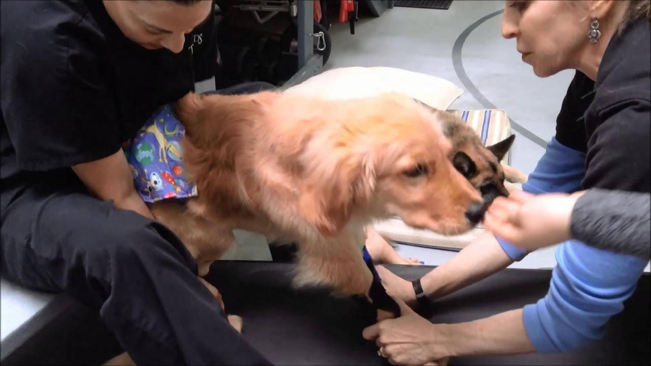 Maverick's First Two Months at Two Hands Four Paws - YouTube