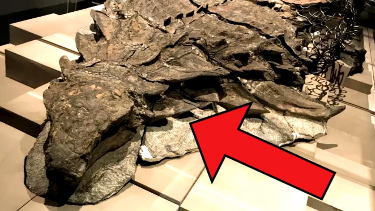 Most INCREDIBLE Animal Fossils Ever Found - YouTube