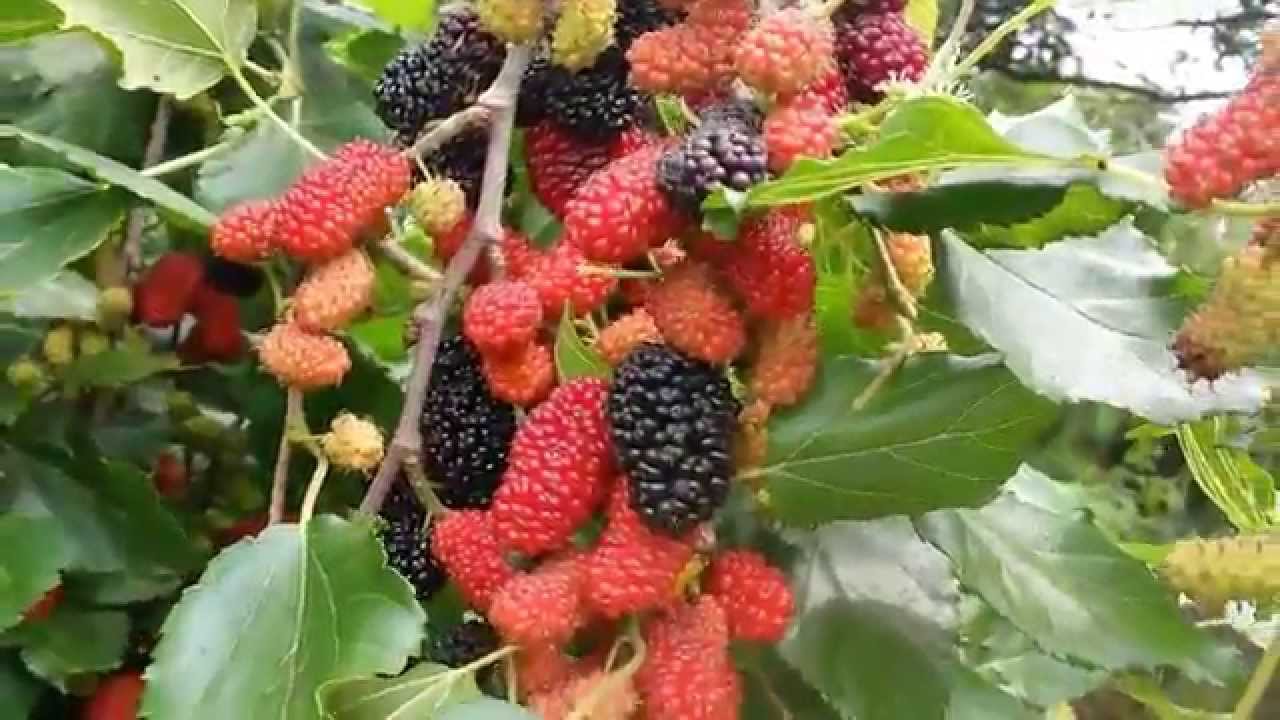 Pe amoras gigantes carregado - YouTube