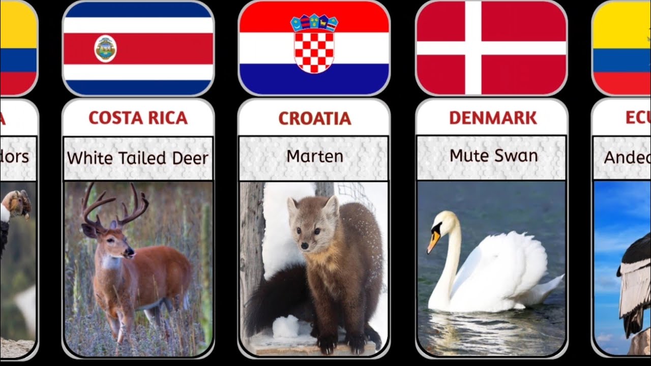 Different Country National Animals Name - YouTube