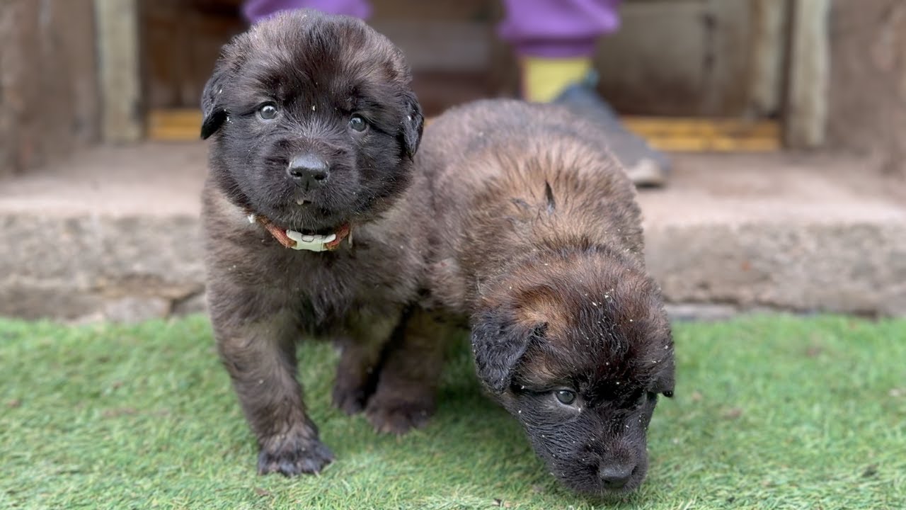 Cutest 4 Week Old Puppies Outside for the First Time - Cute Puppy ...