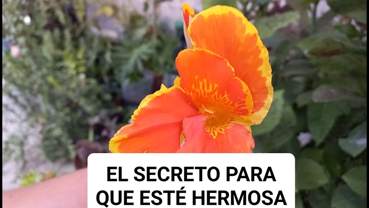 FLOR DE COYOL - YouTube