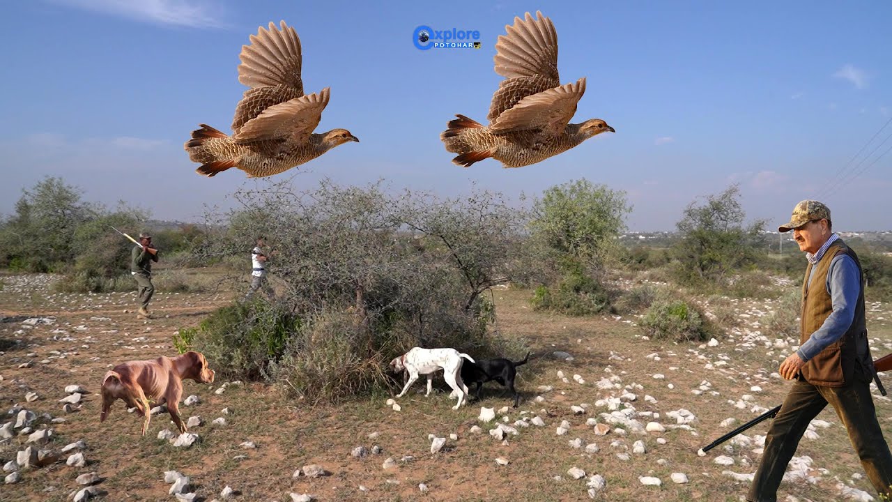 Partridge Hunting in Pakistan / Teetar Ka Shikar / Kalar Kahar Chakwal ...
