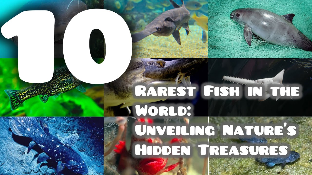 10 Rarest Fish in the World: Unveiling Nature's Hidden Treasures - YouTube