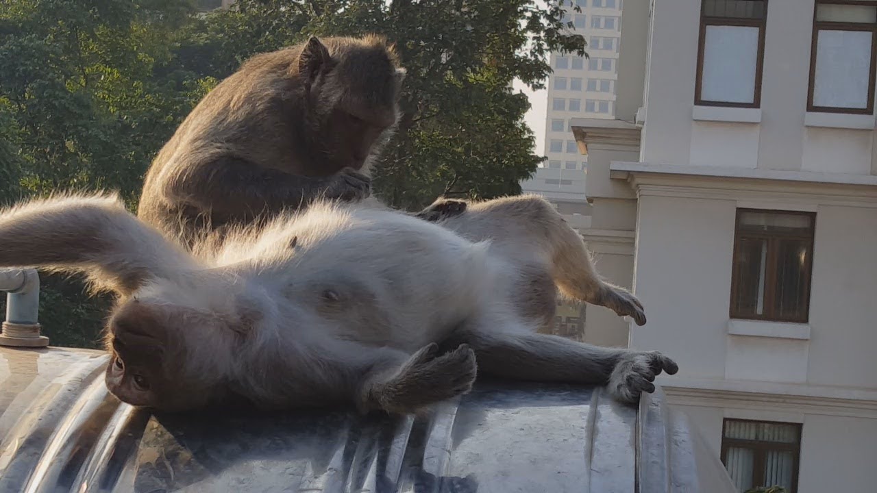 daily life of monkeys and million sweet of Partner - YouTube