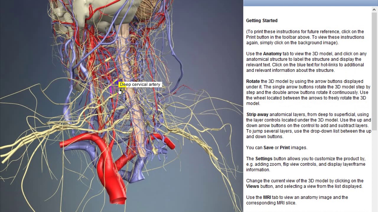 Deep cervical artery | Arteries of head and neck | 3D Human Anatomy ...