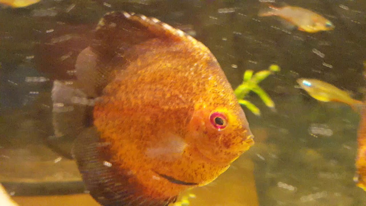 Why you shouldn't cross BLUE and RED Discus / PEPPERING - YouTube