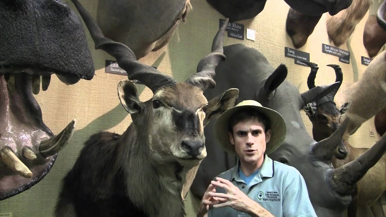 Giant Eland - YouTube