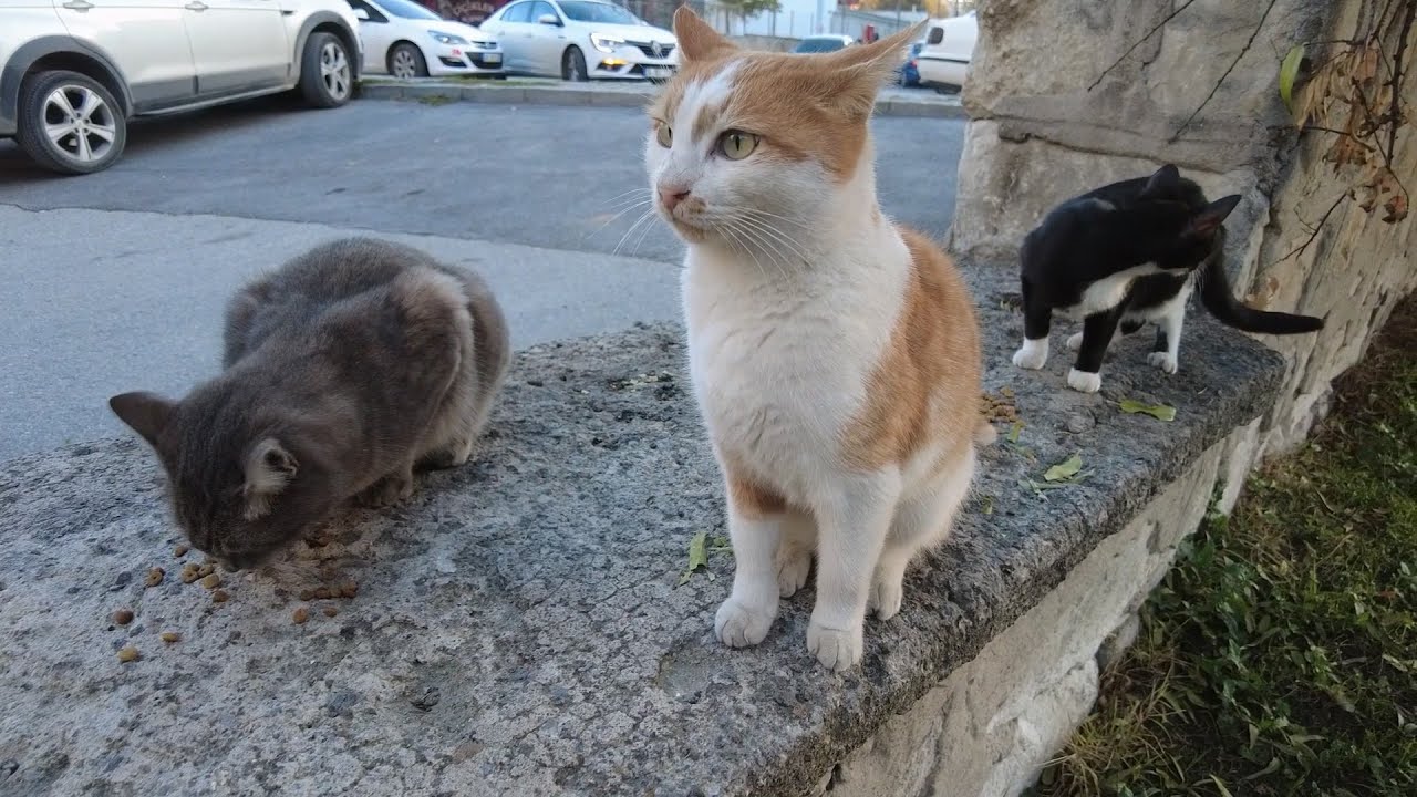Ginger cat always friendly - YouTube