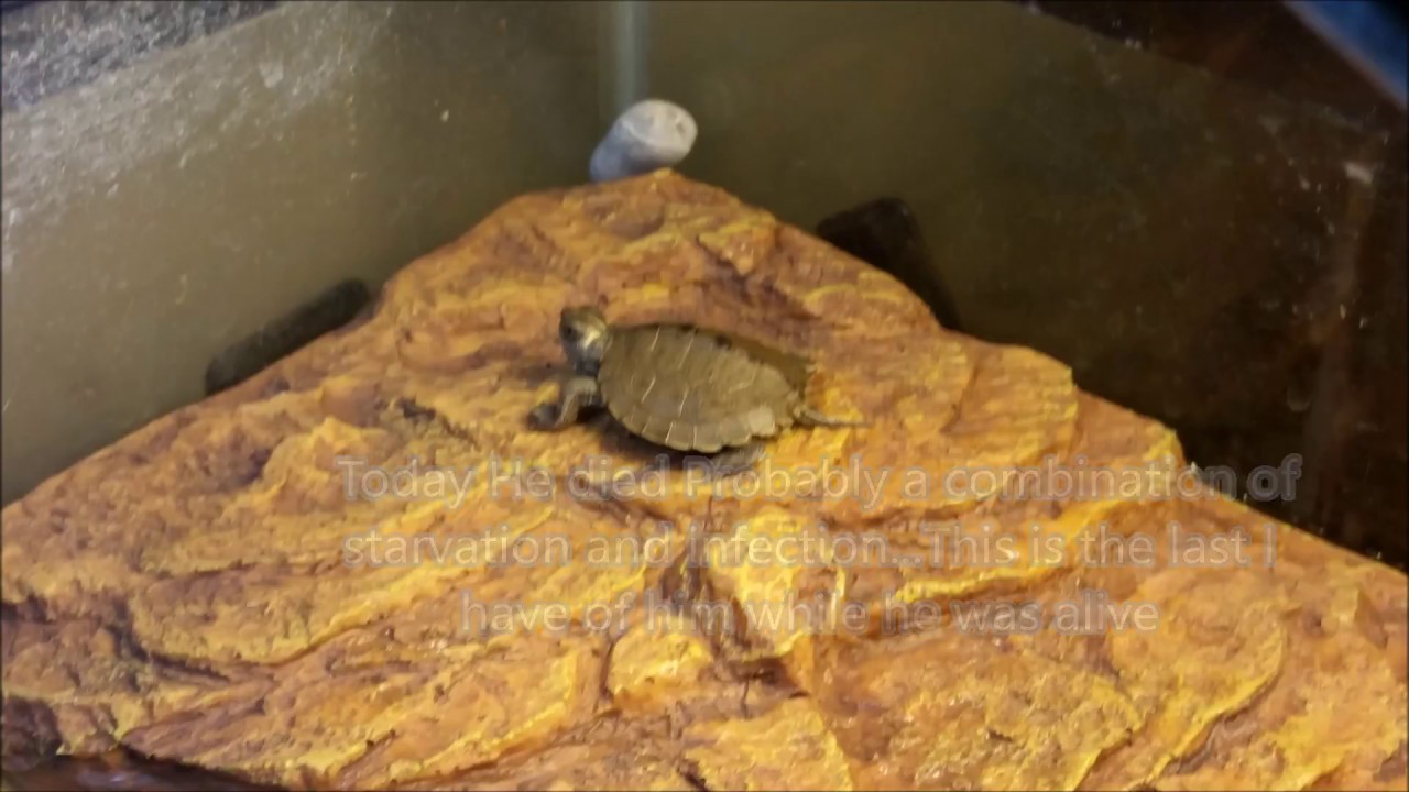 Memories Of Jiren Baby False Map Turtle RIP (Died of respiratory/eye infection - YouTube