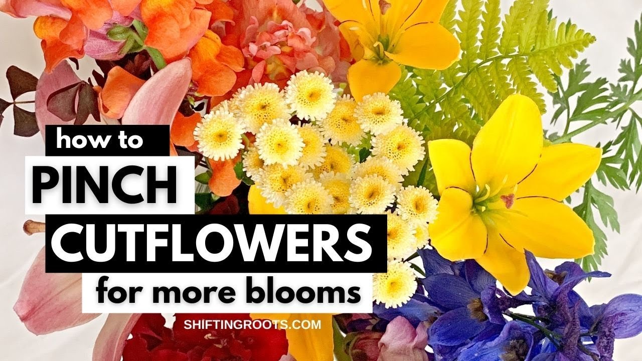 How to Pinch Cut Flowers for an Explosion of Blooms - YouTube