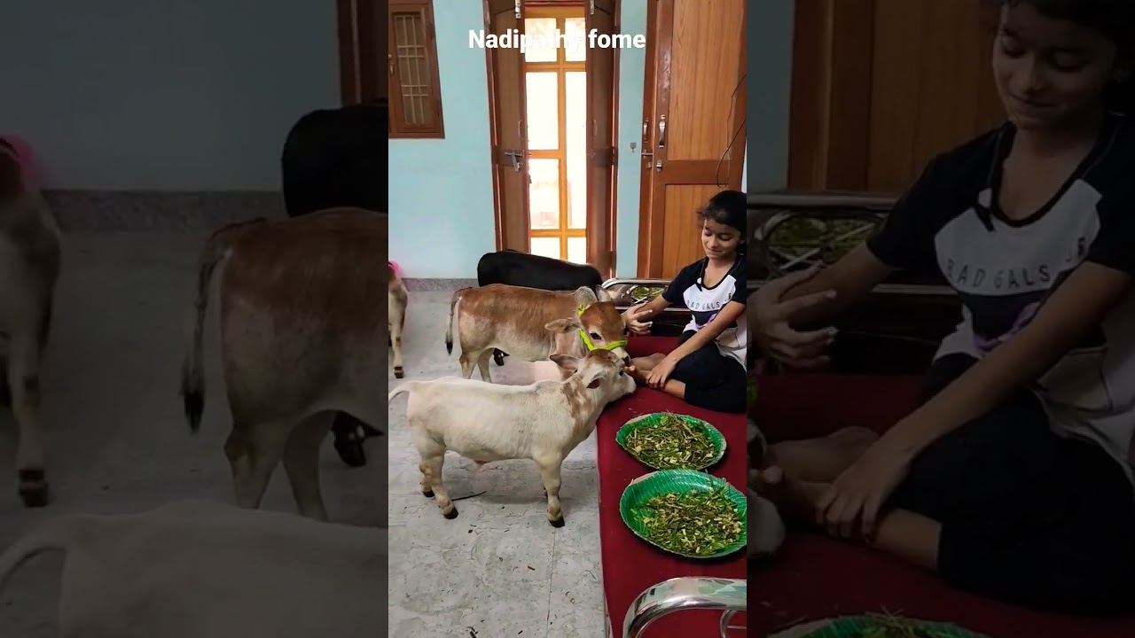 mini Cows #miniature cows #Punganuru cows #Indian ancient Shotest ...