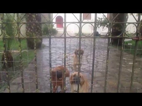 YOHAN,SUZY AND LUCIA STRAY DOGS SIDARI CORFU 2016