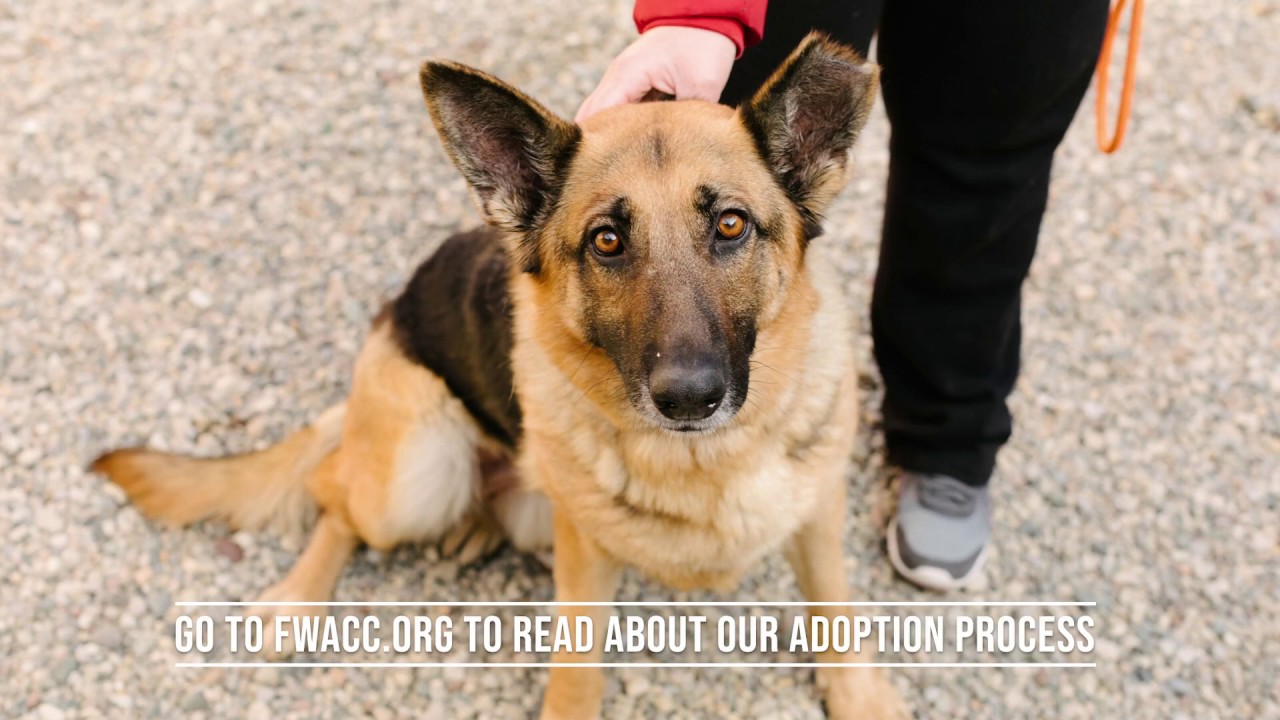 Meet Shep! - YouTube