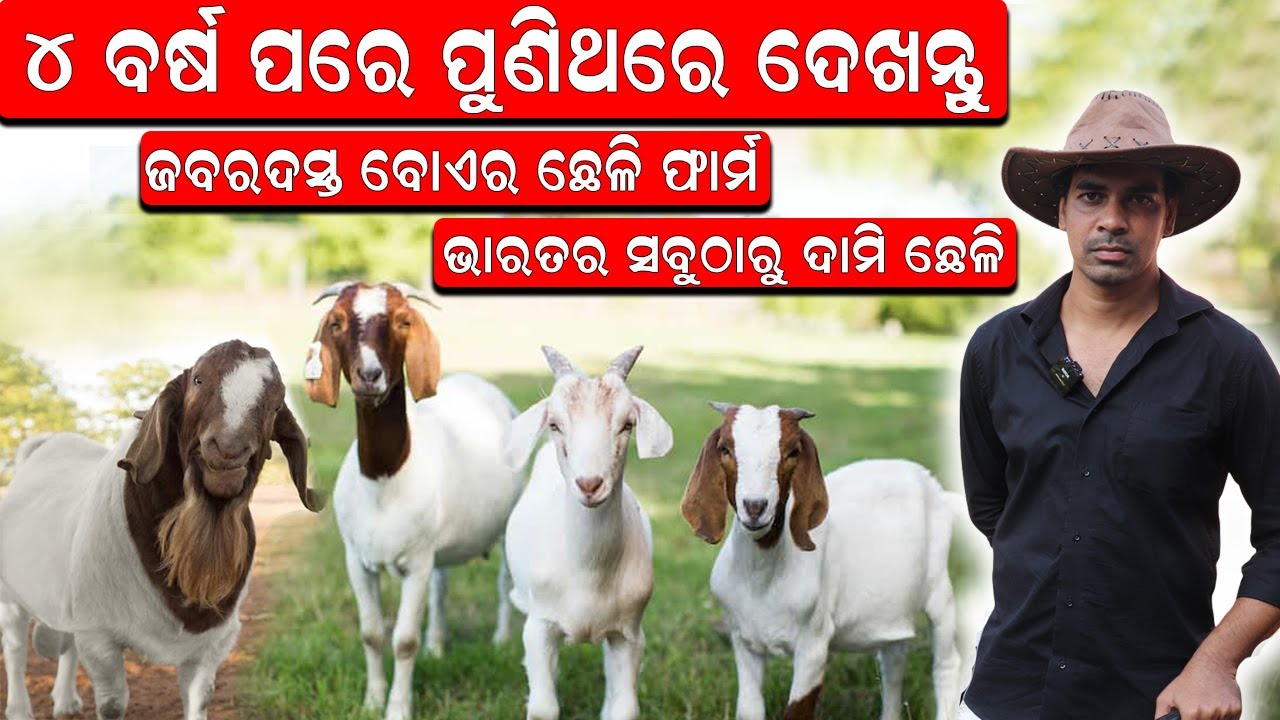 ଭାରତର ସବୁଠାରୁ ଦାମି ଛେଳି || How to start Boer Goat farm in Odisha ...