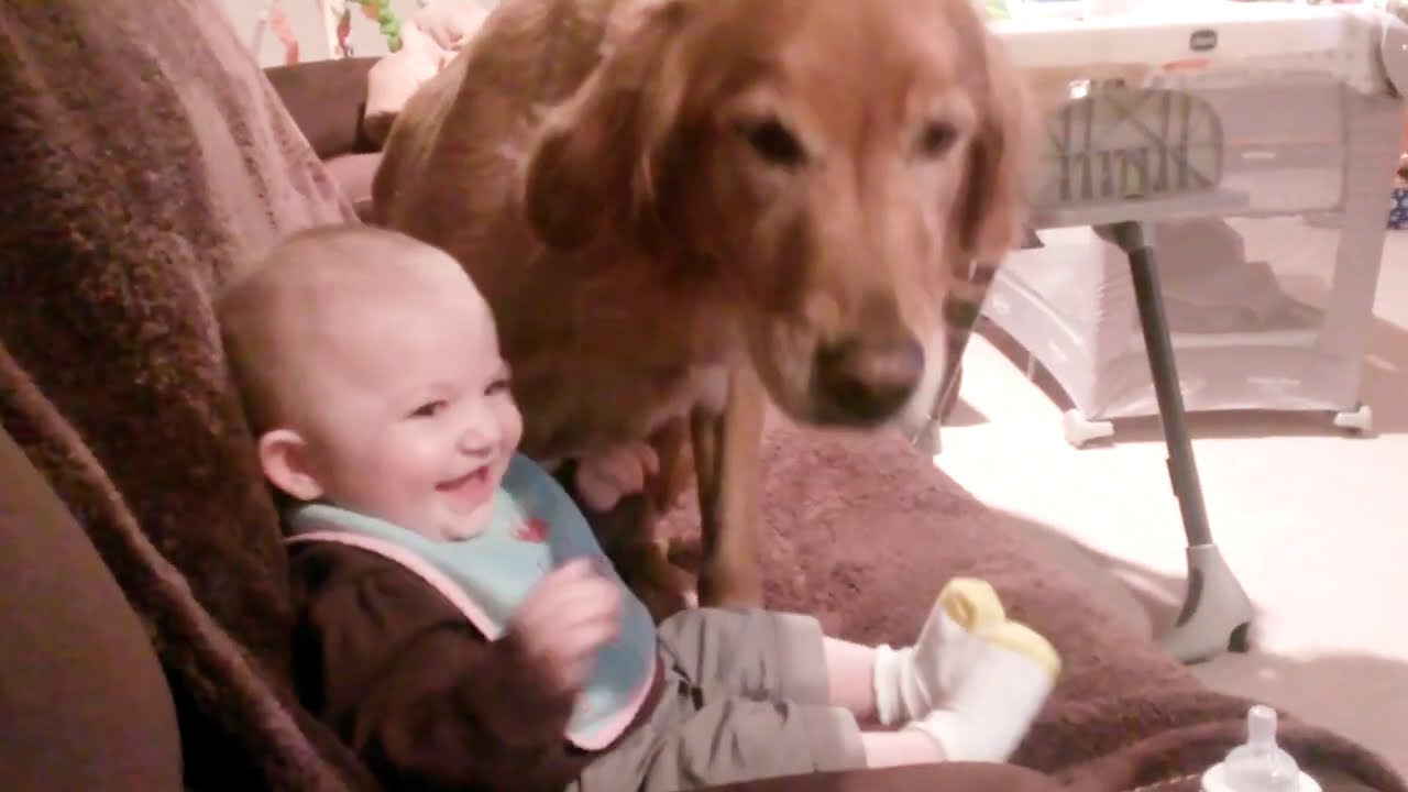 Cute Dogs and Babies are Best Friends - Dogs Babysitting Babies Video ...