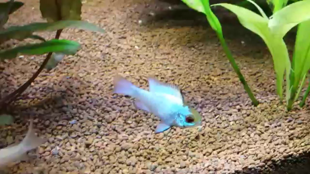 Ramirezi Blue Electric // Azul Eléctrico - YouTube