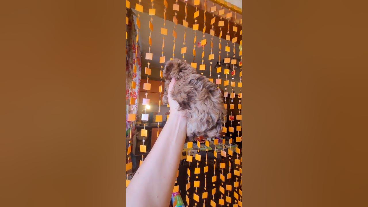 #мальтипу эксклюзивная, редкая куколка. будет очень маленького размера ...
