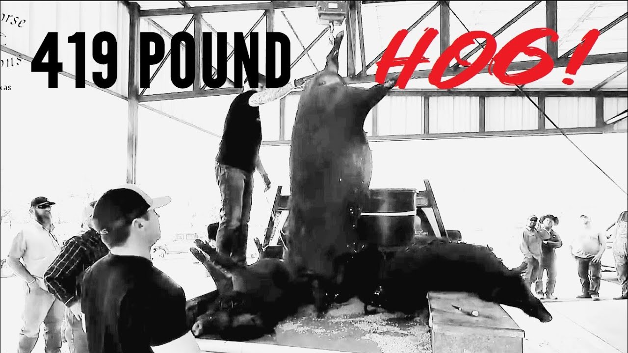GIANT! 419 Pound Hog Weighed! | Hog Hunting Contest - YouTube