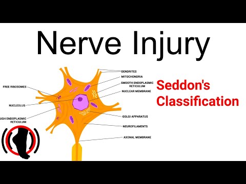 Nerve Injury - Seddon Classification - Peripheral Nerve - YouTube