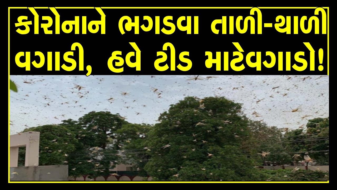 Tiddi Dal Attack Gurgaon | Swarm of locusts attack in Delhi NCR | Tiddi ...