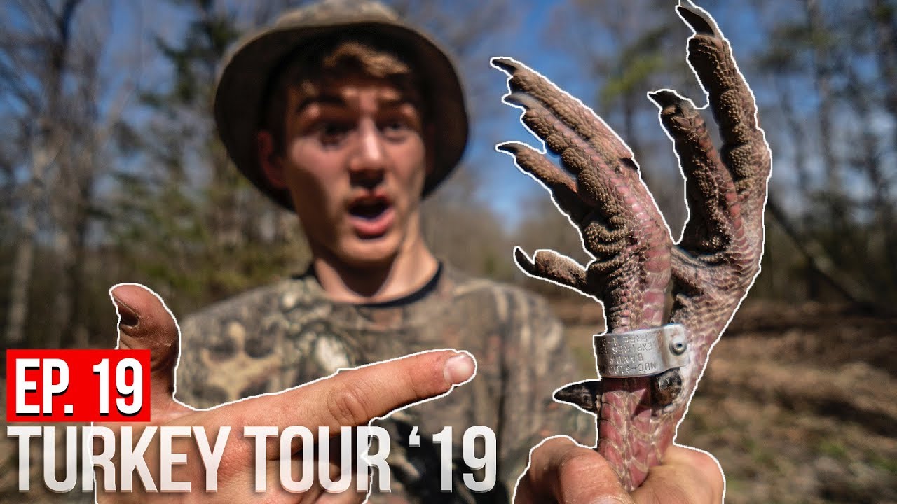 BANDED TURKEY! Ted's Public Land Missouri Gobbler - YouTube