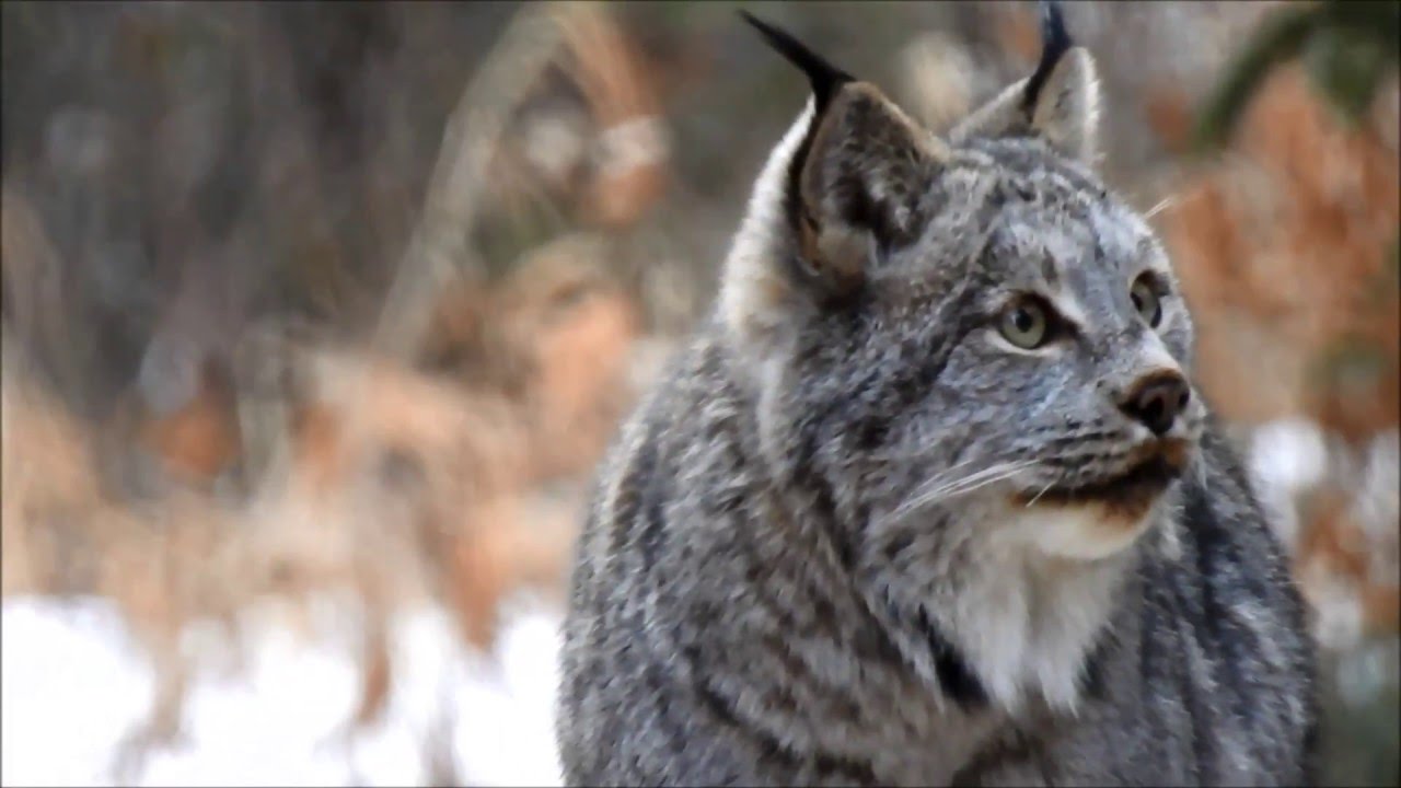 Lynx really wants squirrel that is between us - YouTube