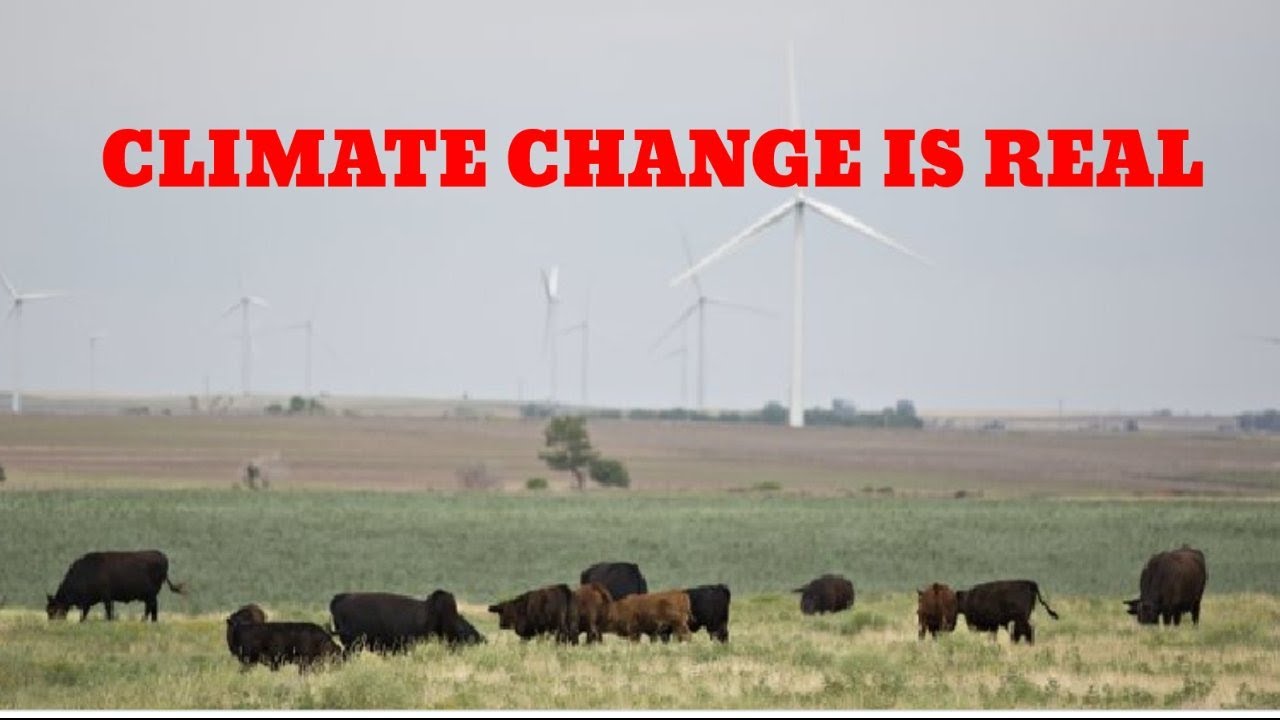 Thousand Of Cows Dead In Kansas Due To Extreme Heat. - YouTube
