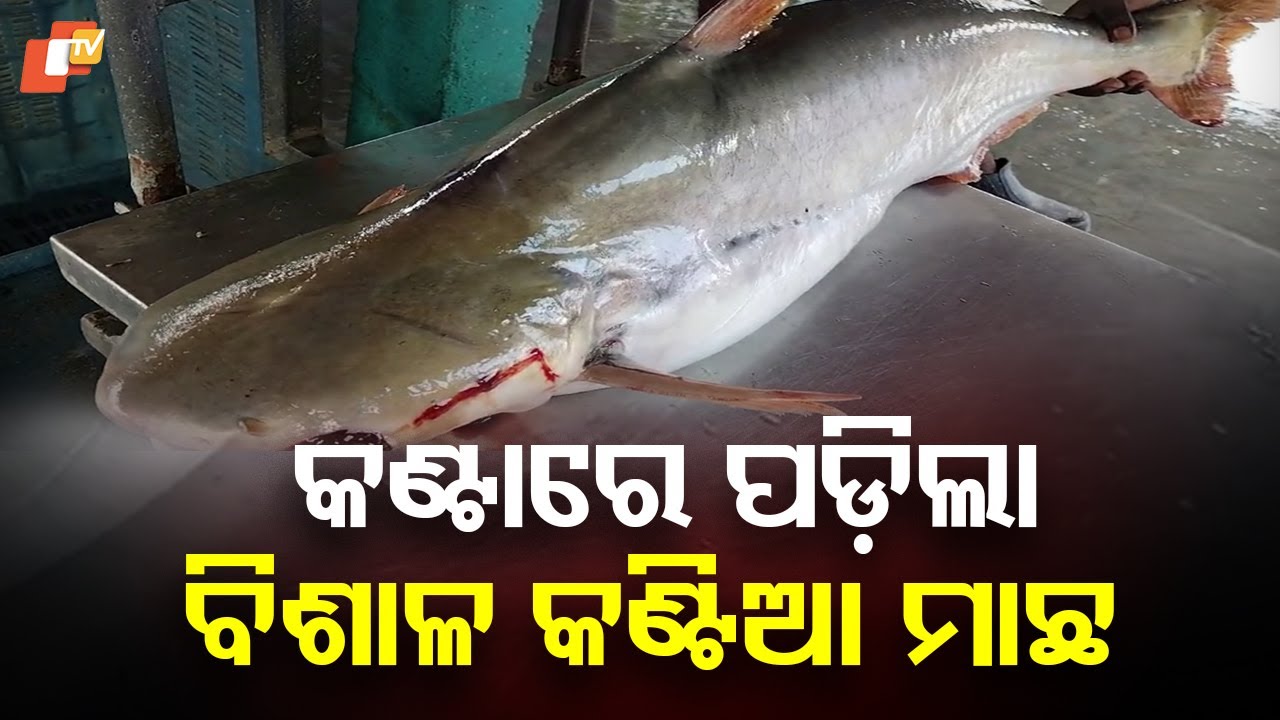 10 kg Rare Kontia Fish Caught Near Dhamra Jetty—Sold at Chandini Pal ...