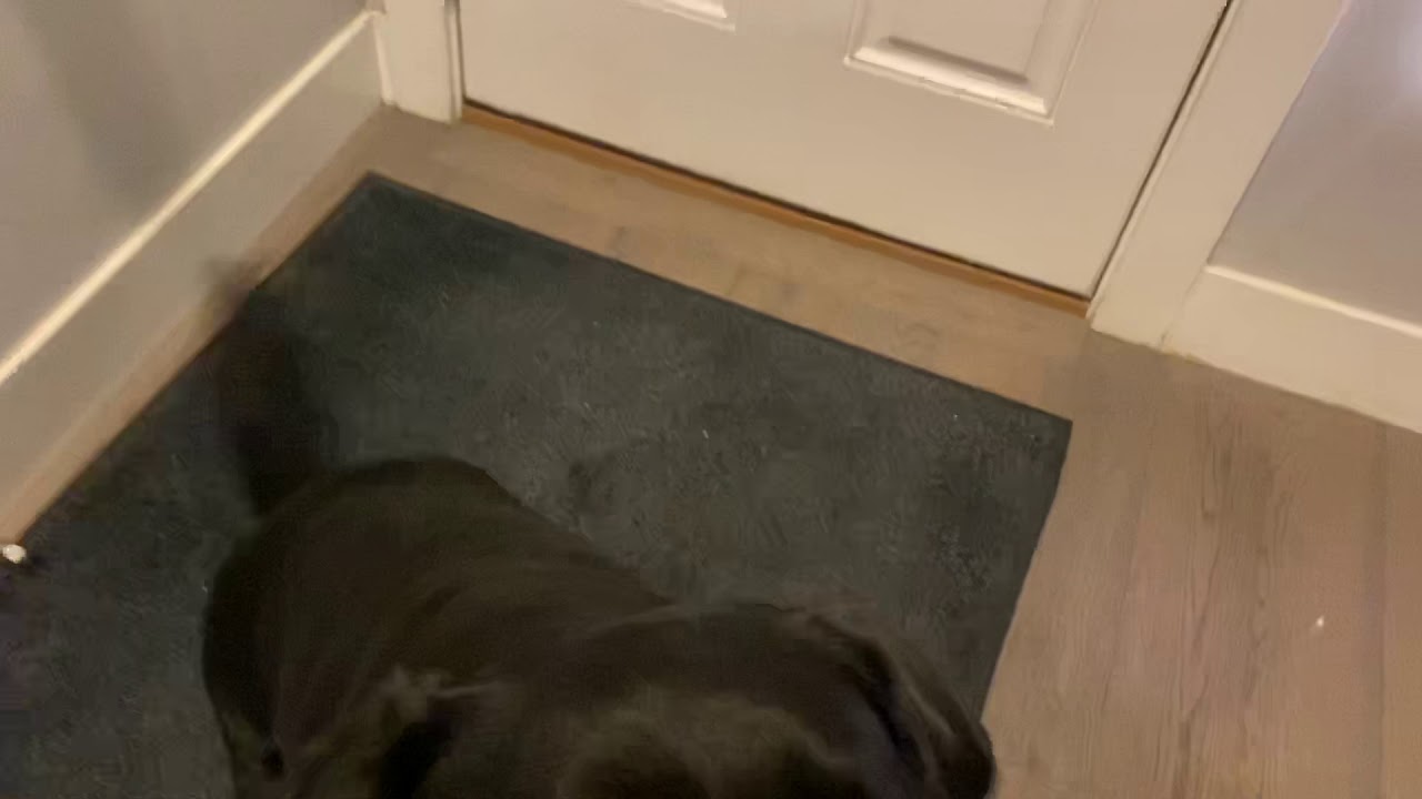 Dinner bark - YouTube