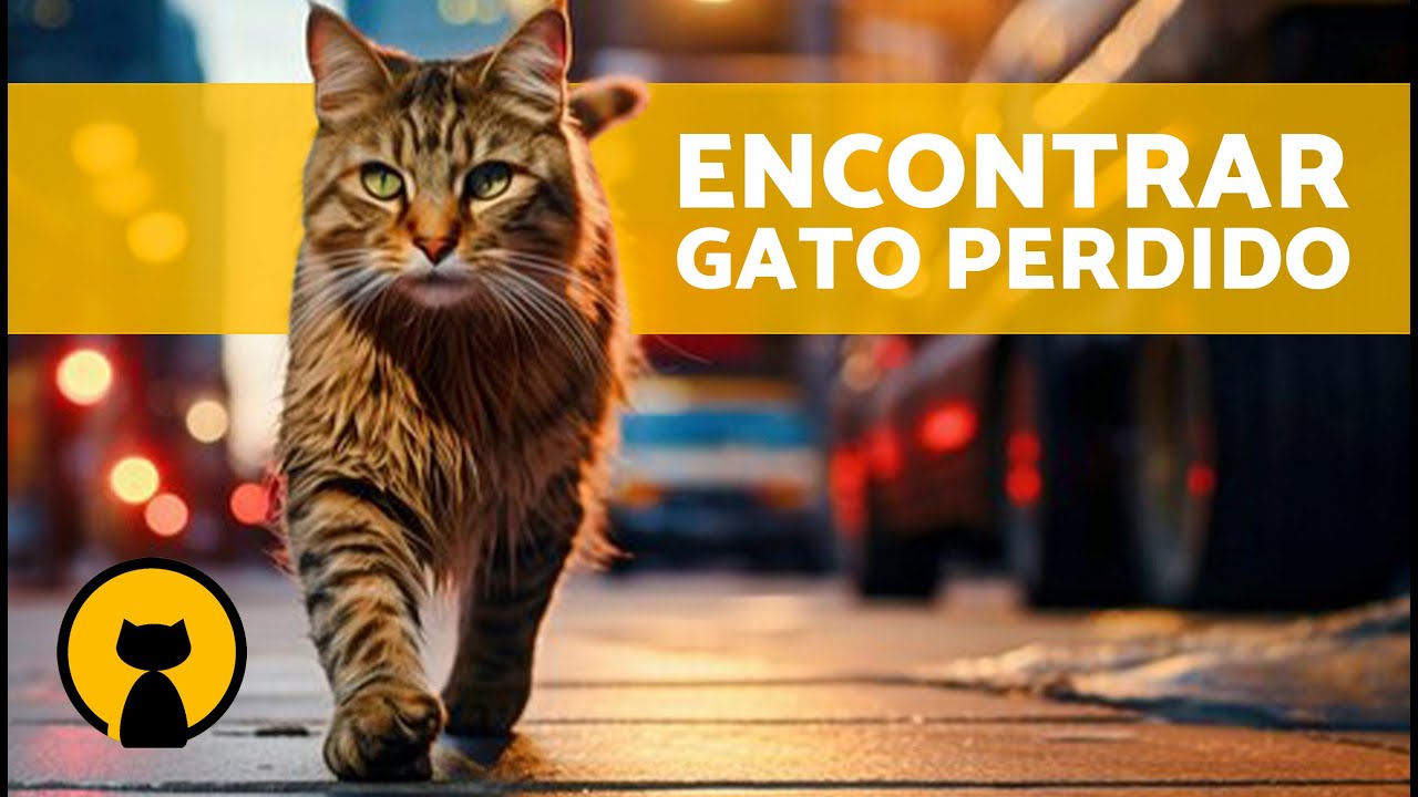 Cómo ENCONTRAR a un GATO PERDIDO 🐱 ¡Haz que Vuelva a Casa! - YouTube