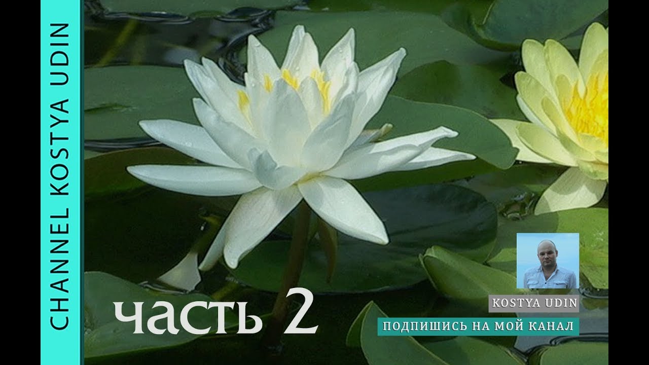 Водные растения ЧАСТЬ 2. Нимфеи. Уход и посадка (Water plants PART 2 ...