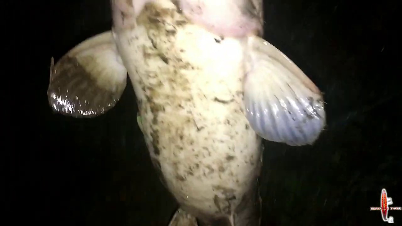 WALKING CATFISH - SEARCH FOR THE GIANT CONTINUES (FRESHWATER FISHING ...