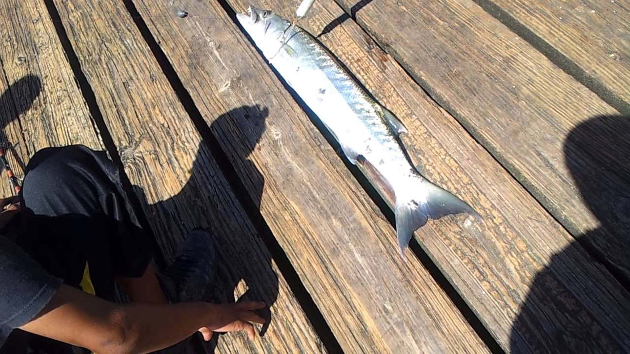 Picua en la playa de humacao - YouTube