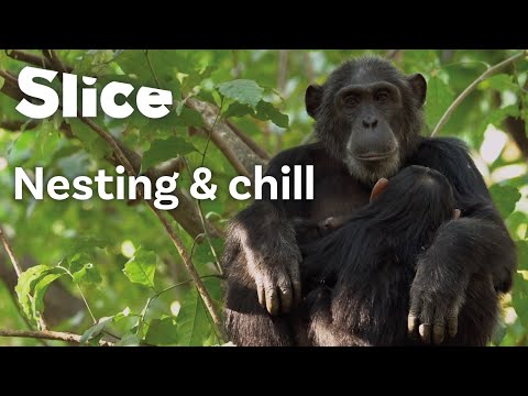 Where Do Monkeys Sleep In The Wild