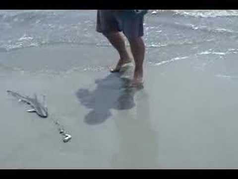 Surf Fishing Shark - YouTube