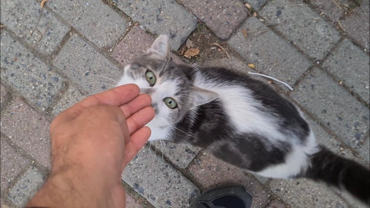 The Cute Cat is very impatient and wants food as soon as possible ...